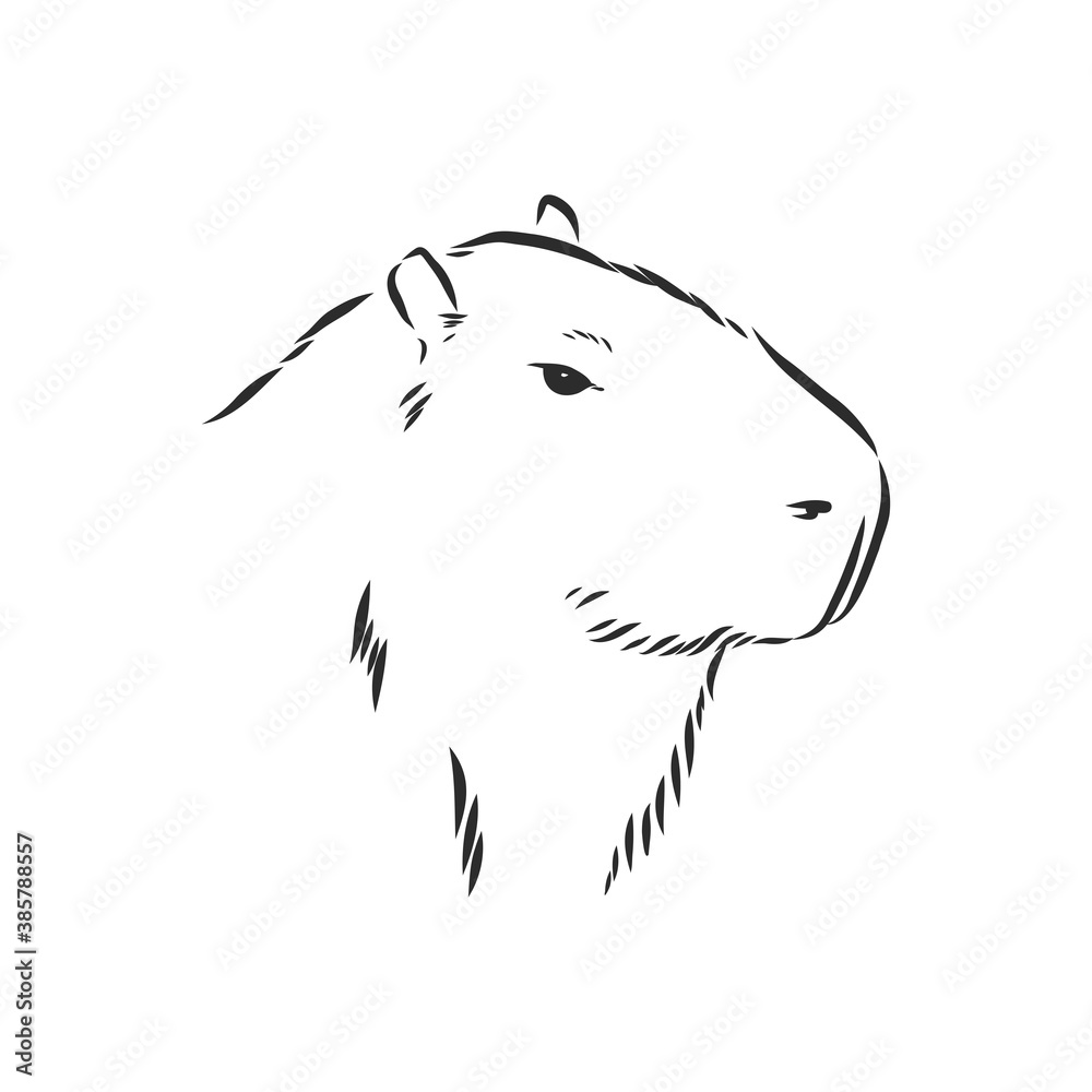 Capybara hand drawing. Animals of South America series. Vintage ...