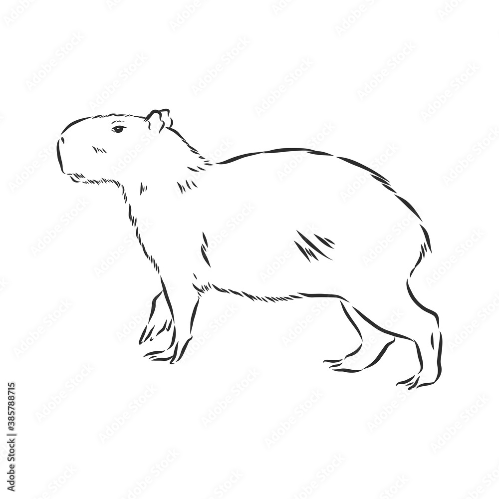 Capybara hand drawing. Animals of South America series. Vintage ...