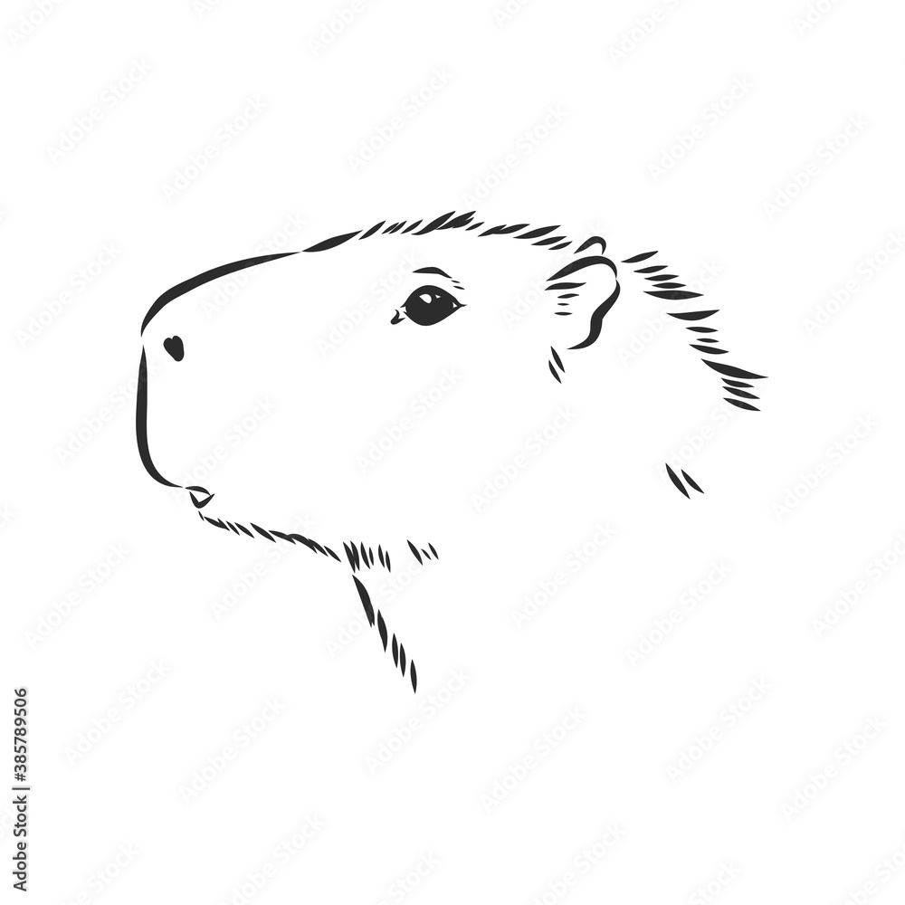 Capybara hand drawing. Animals of South America series. Vintage ...