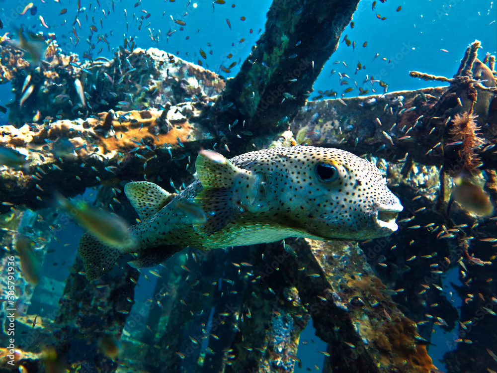 Underwater photo of a cute and funny Puffer fish. From a scuba dive in ...