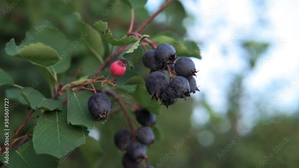 dwarf shadbush, chuckley pear, or western juneberry is a shrub with ...
