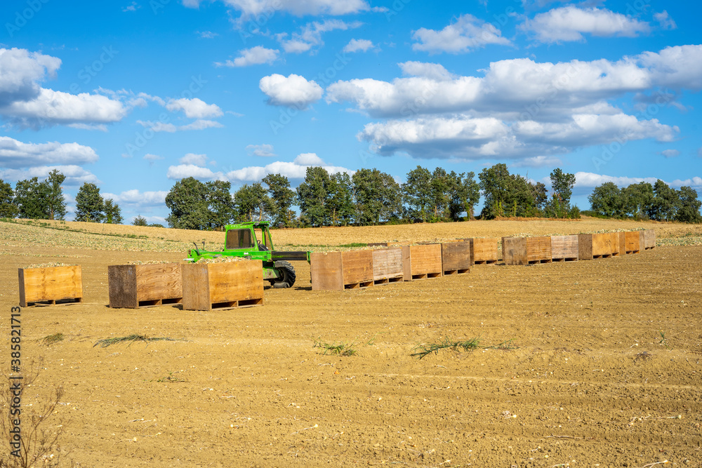Rows of onions harvest drying in the sun on the field in France ...