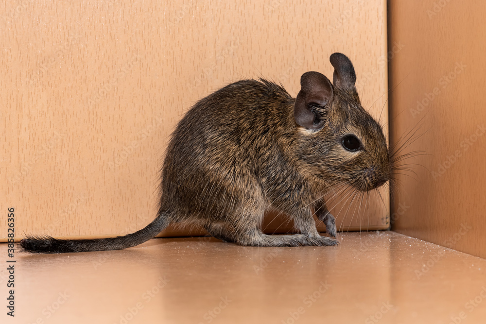 Little cute gray mouse Degu close-up. Exotic animal for domestic life ...