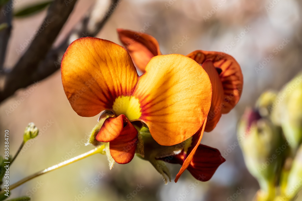 The reddish yellow pea shaped flowers of the Australian native shrub ...