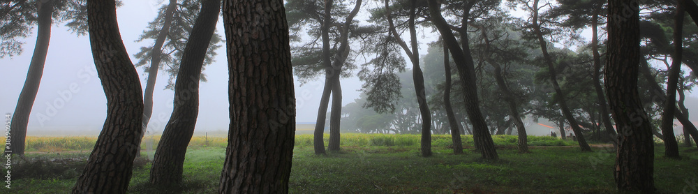 Korean Pine tree like korean spirit in Boeun-gun, South Korea Stock ...