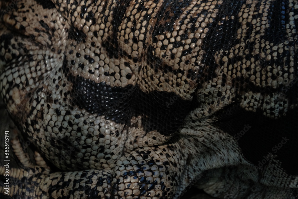 gold tegu skin texture, also known as golden tegu, black tegu ...