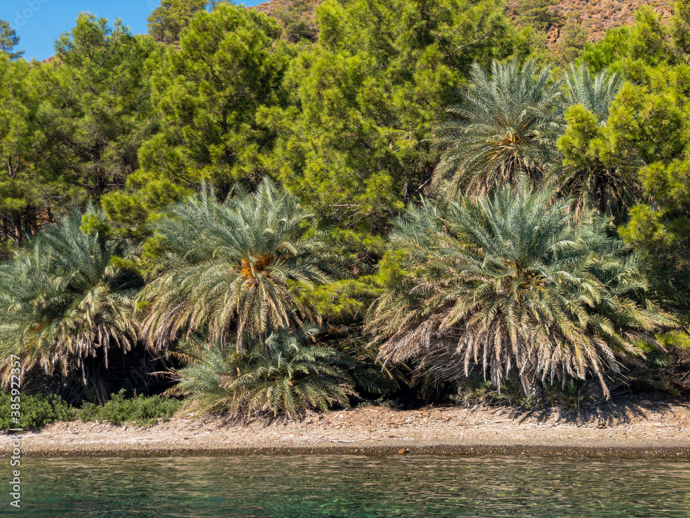 Beautiful palm and pine trees at a bay in Datca, Turkey. It is a ...