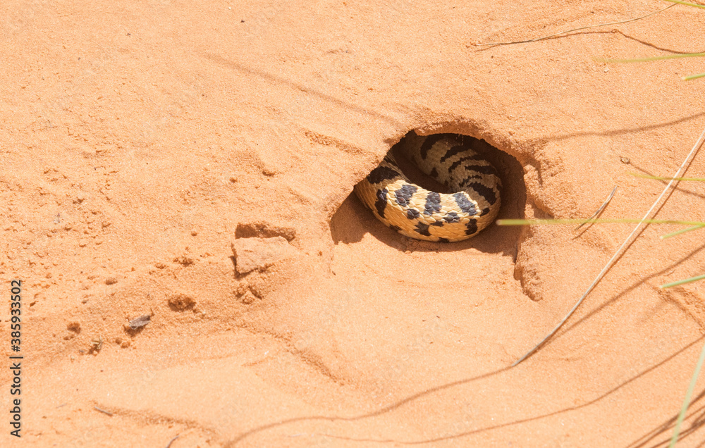 Gopher snake hidden in a sand hole in Arches National park Stock Photo ...