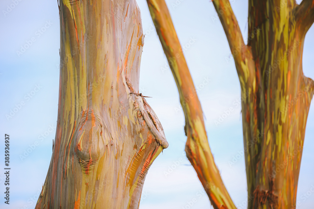 Eucalyptus deglupta is a species of tall tree, commonly known as the ...
