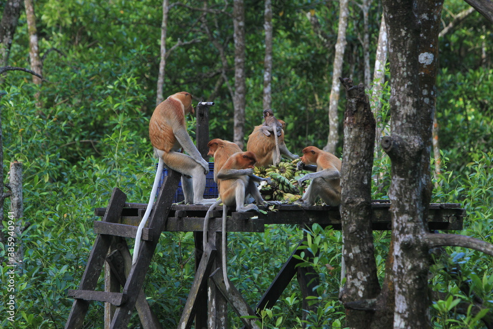 Foto de Proboscis monkeys are long-nosed monkeys with reddish brown ...