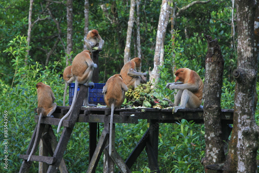 Proboscis monkeys are long-nosed monkeys with reddish brown hair and ...