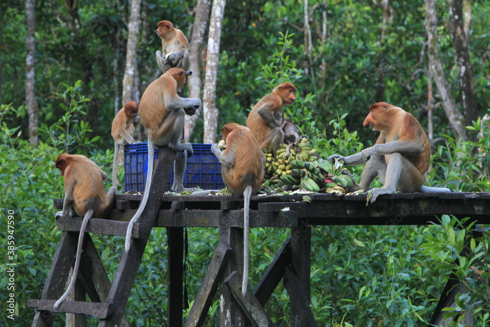 Proboscis monkeys are long-nosed monkeys with reddish brown hair and ...