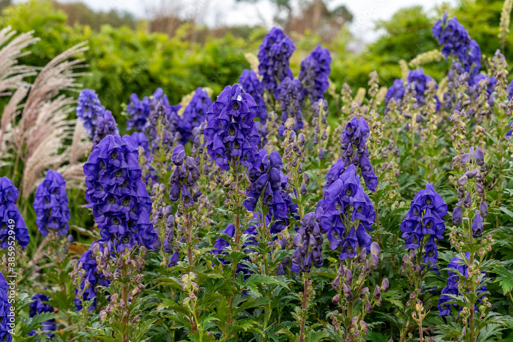 Aconitum carmichaelii a summer autumn blue purple flower which is a ...