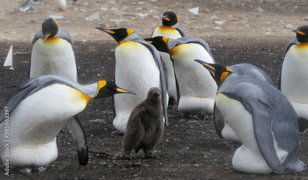 Sad lonely king penguin chick bullied by others in colony, Falkland ...
