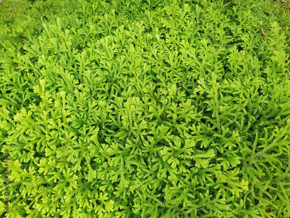 Selaginella kraussiana (Trailing Selaginella) is a ground cover plant ...