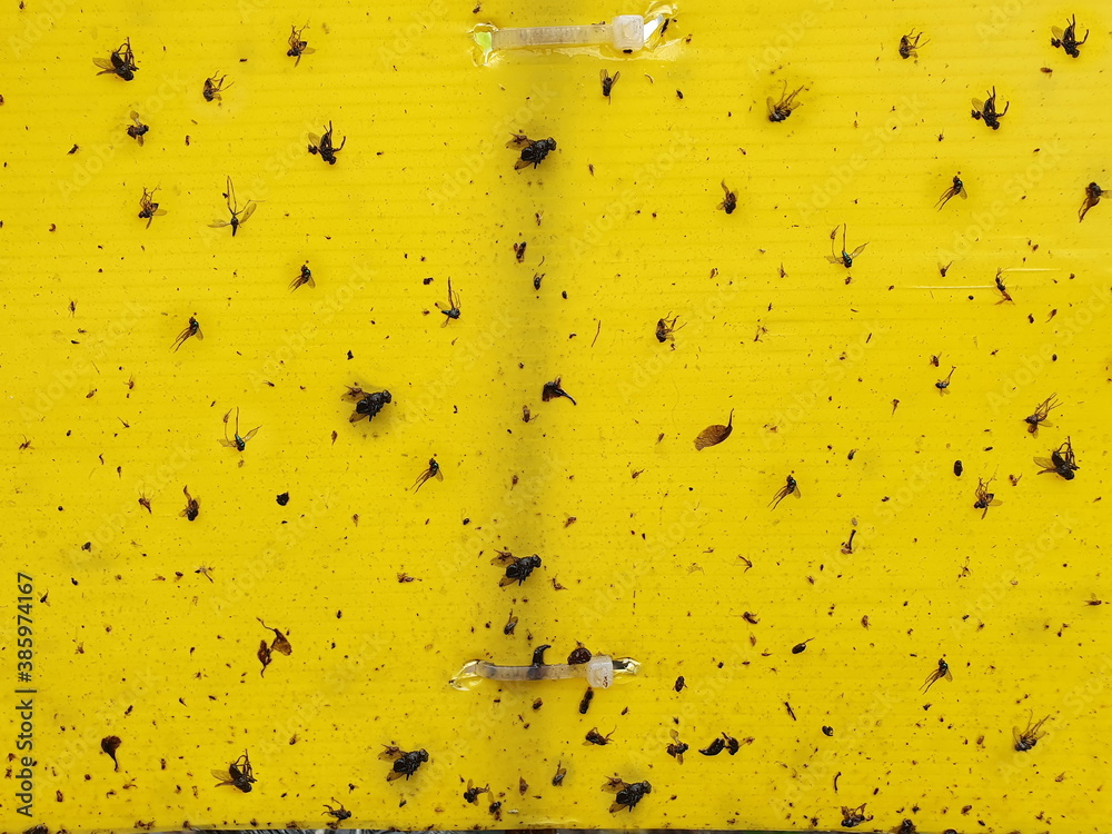 Pest prevention insect shield(Yellow tape with sticky glue) for flying ...
