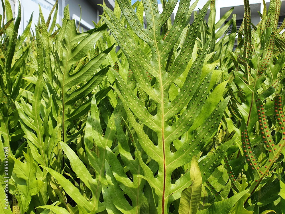 King fern or warts fern are small nodules. They are arranged neatly and ...
