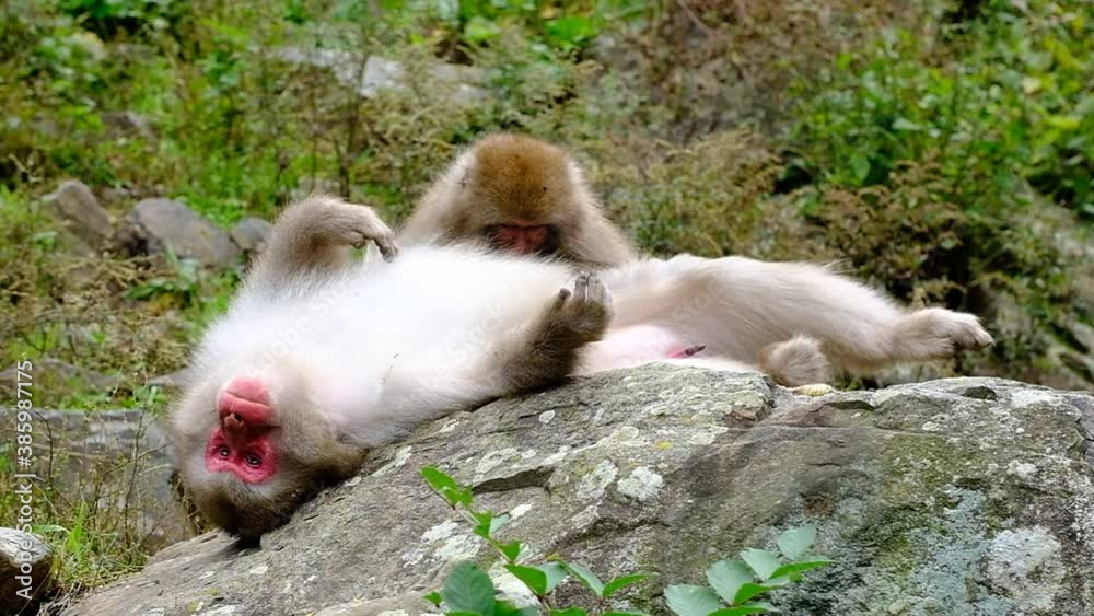 A happy, aroused, monkey male, laid on his back and getting cleaned and ...