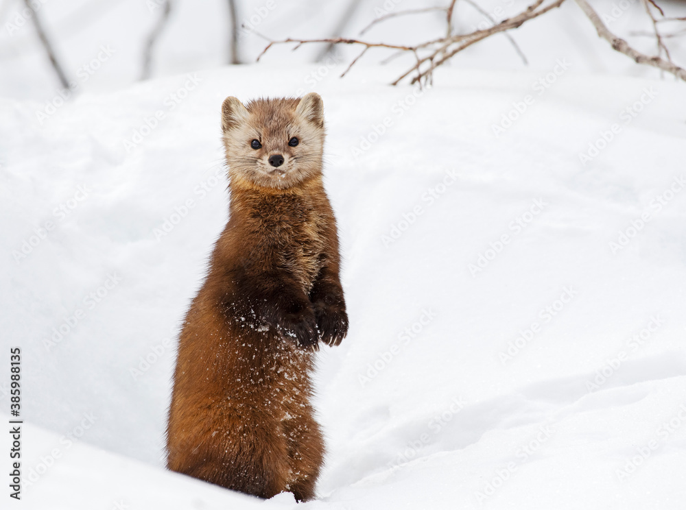 brown weasel looking at you Stock Photo | Adobe Stock