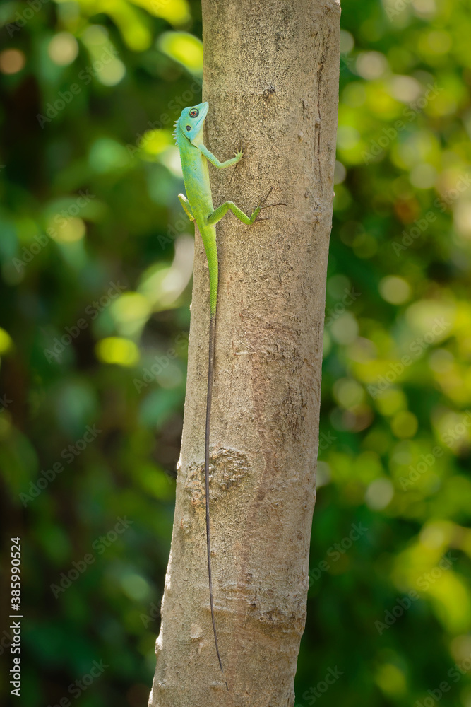 Green crested lizard - Bronchocela cristatella is a species of green ...
