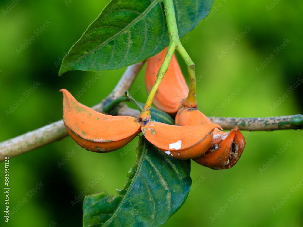 Orange color seeds of Tabernaemontana alternifolia tree in the ...