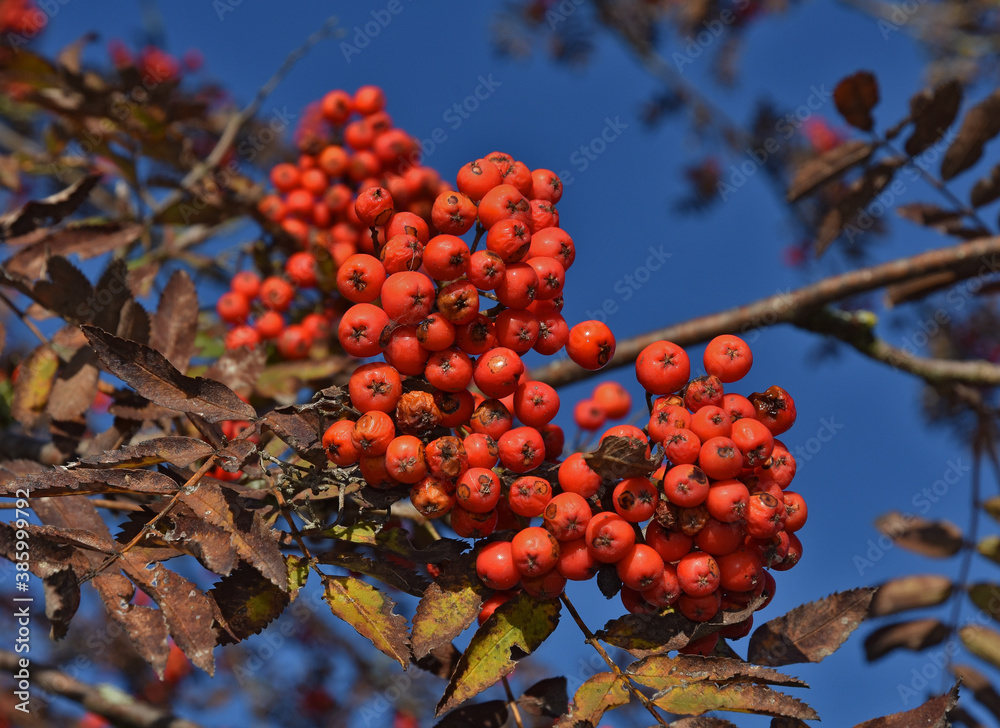 Vogelbeerbaum, Eberesche, Sorbus aucuparia, Rowan tree Stock Photo ...