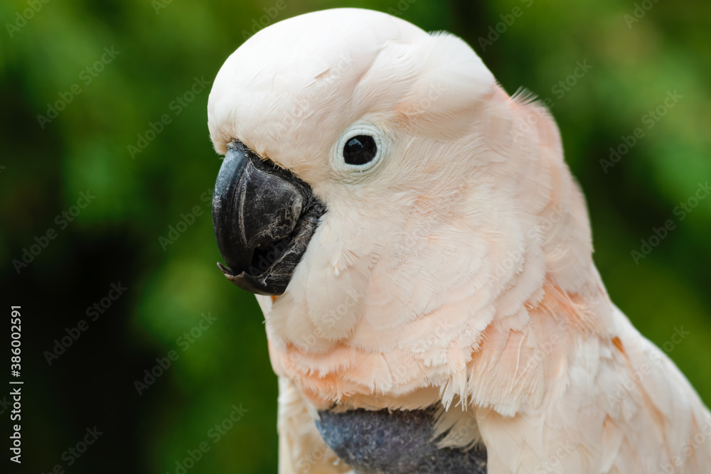 Salmon Crested Cockatoo Close Up Side Profile With Self Plucked Chest ...
