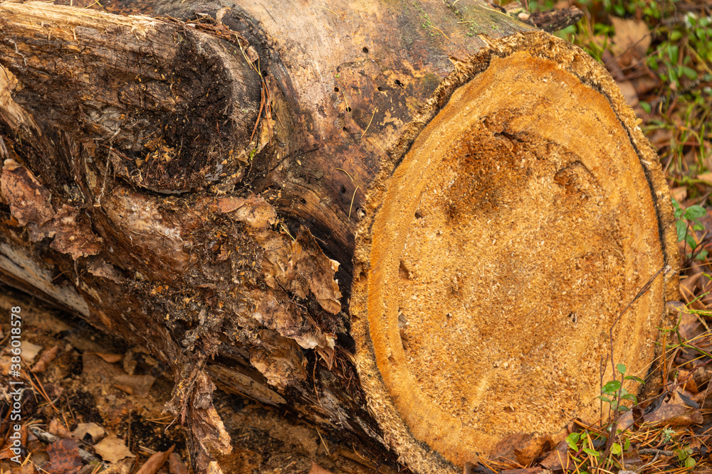 Sawn tree, with texture in the forest,taiga Redi plants,grass, foliage ...
