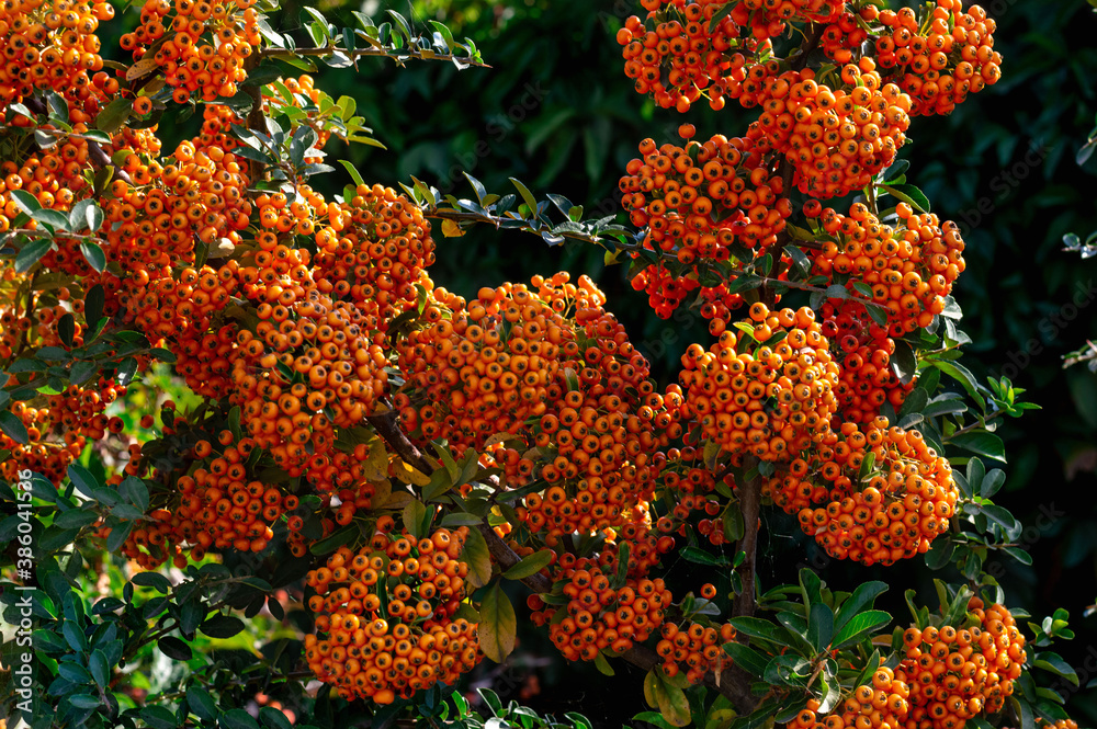 Sorbus aucuparia small orange berries on a tree branch with leaves in ...