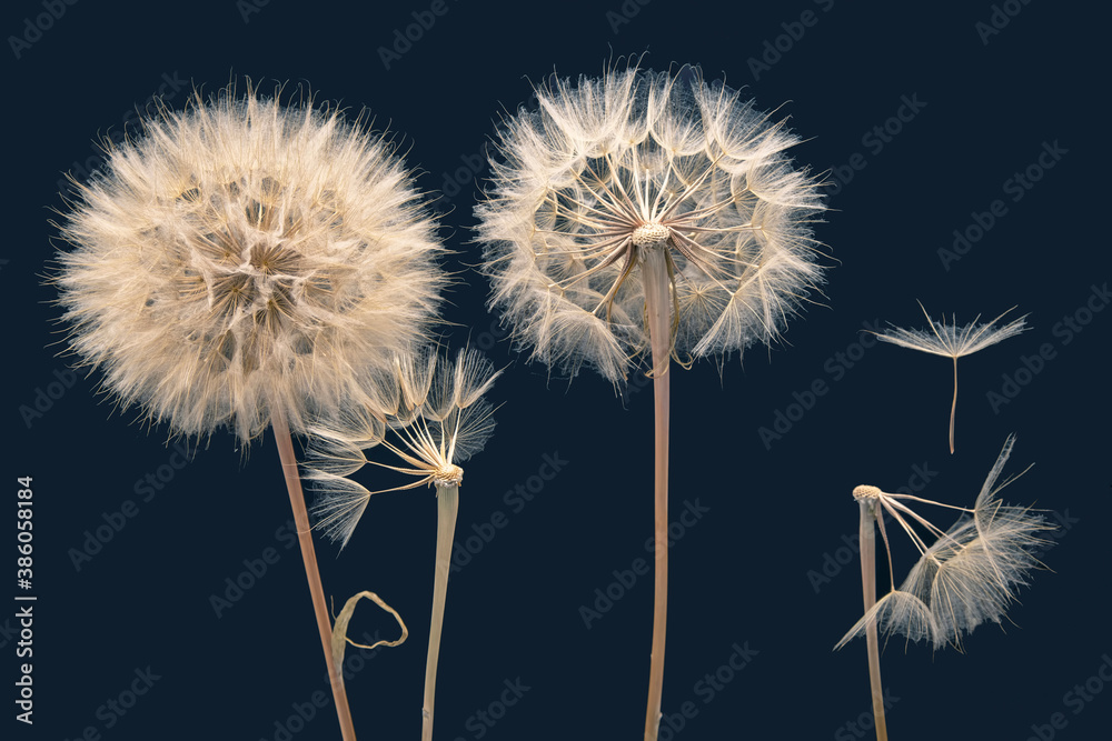 dandelion seeds fly from a flower on a dark blue background. botany and ...