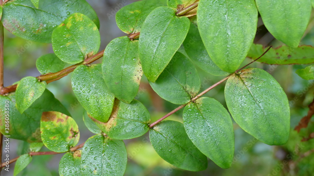 Wet leaves among the vegetation of the forest. Unedited photograph ...