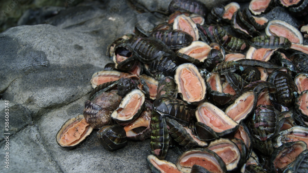 cucaracha de mar, molusco, chitón tuberculatus, cochinillas de mar ...