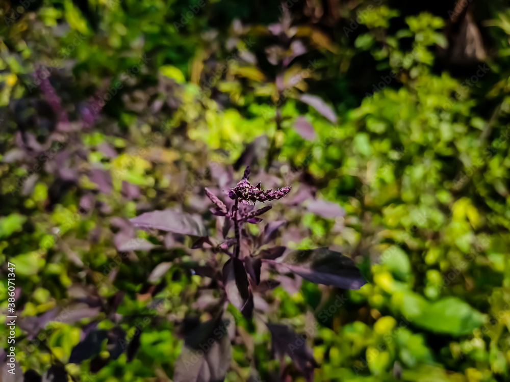 Ocimum tenuiflorum commonly known as holy basil or tulsi, It is native ...