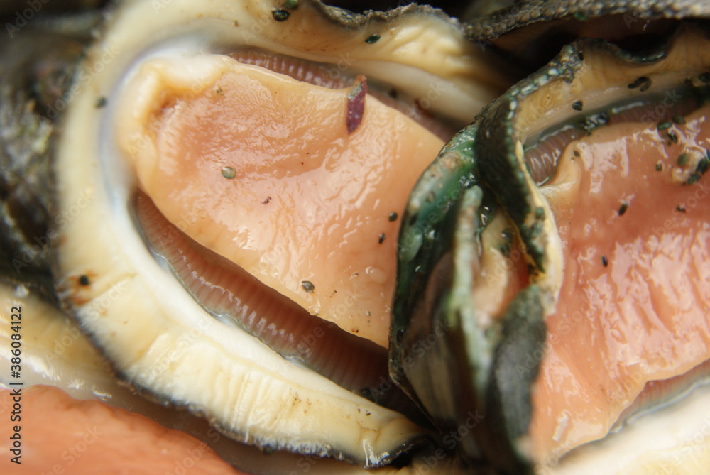 cucaracha de mar, molusco, chitón tuberculatus, cochinillas de mar ...