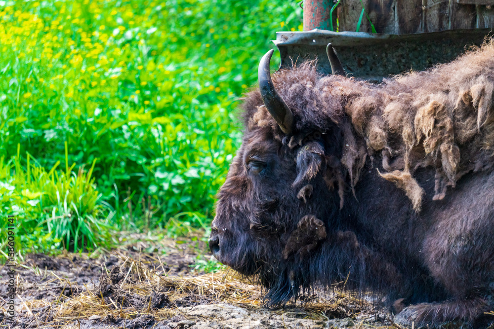 Adult American bison (bison bison) or American buffalo at the Prioksko ...
