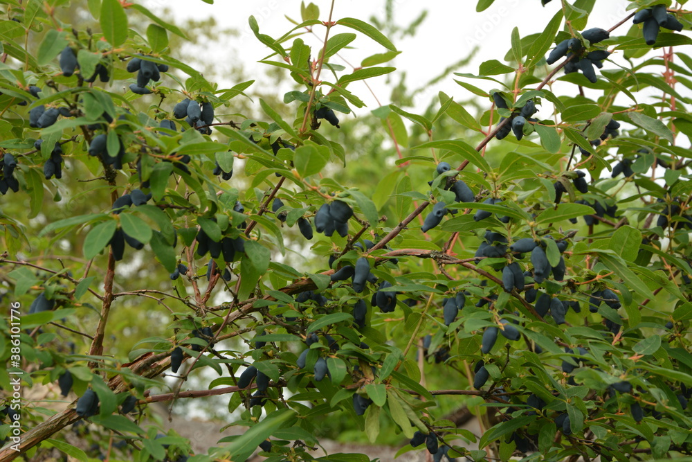 Berries on the bush during harvest. Blue Honeysuckle (Lonícera caeruléa ...