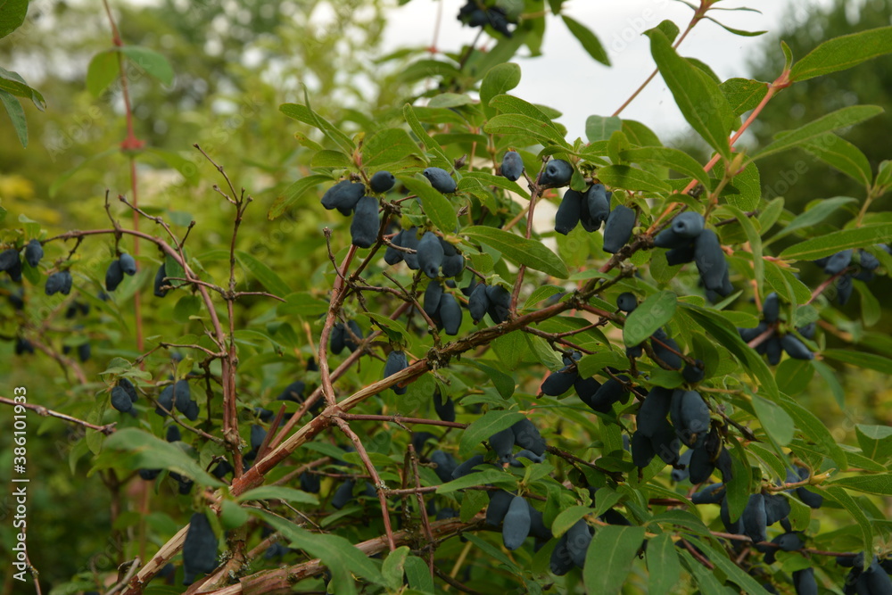 Berries on the bush during harvest. Blue Honeysuckle (Lonícera caeruléa ...