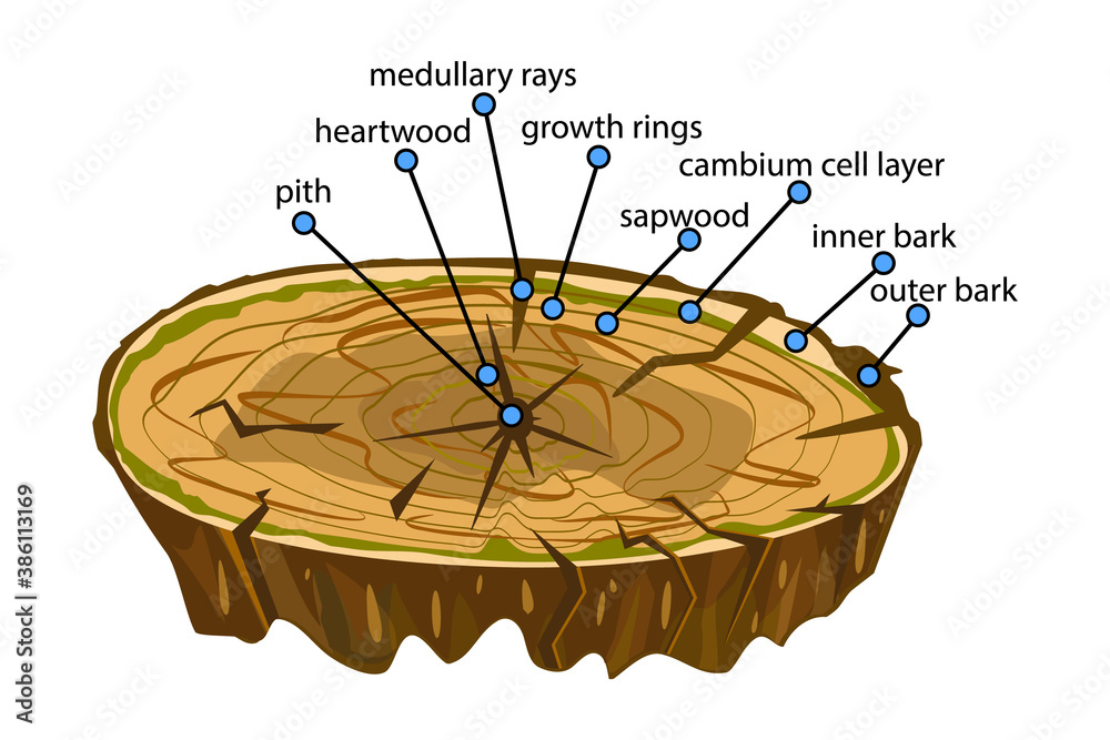 Anatomy of a tree isolated on white background. Structure of the slice ...
