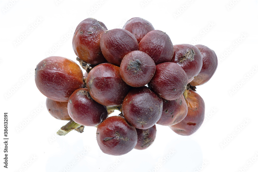 Fruit of Chamaerops humilis Mediterranean dwarf palm. They are the ...