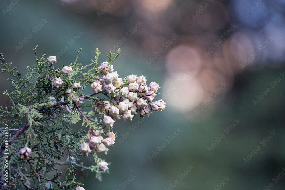 Branch of Chinese thuja (Platycladus orientalis) with cones. The tree ...