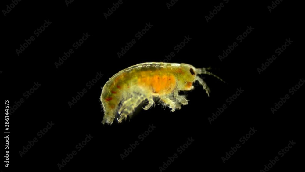 Amphipoda Micruropus sp. under the microscope, of the family ...