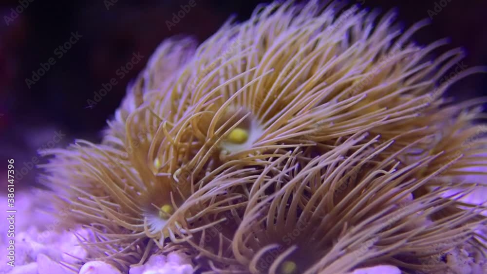 Video of Yellow Polyps in reef aquarium tank - Parazoanthus gracilis ...