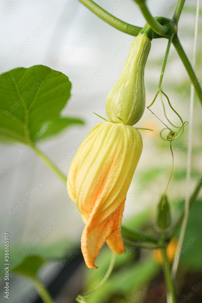 Butternut Squash Flower