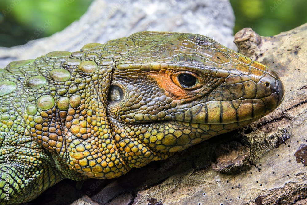 The Northern caiman lizard lies on the trunk. It is a species of lizard ...
