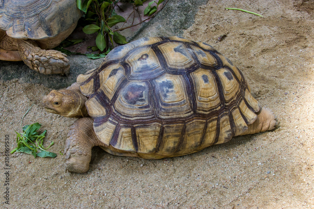 The African spurred tortoise (Centrochelys sulcata) is a species of ...