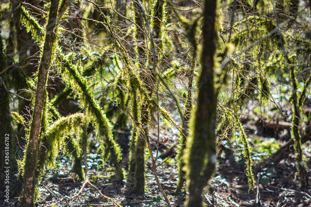 photography of a dense forest, trees, plants, weeds and green in ...
