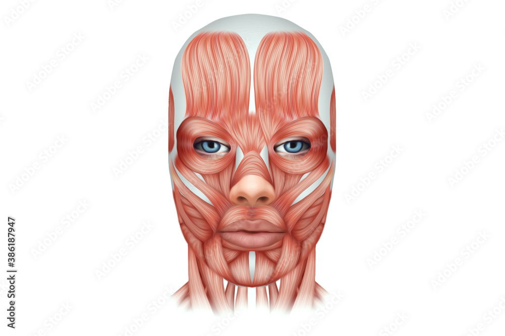 The structure of human muscles on the face close-up, the biology of the ...