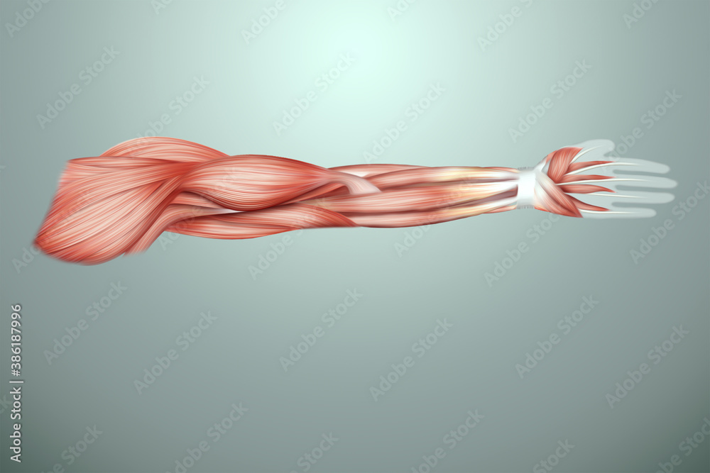 The structure of human muscles on the arm close-up, the biology of the ...