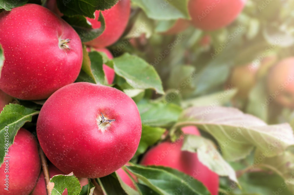 Saftig roter Apfel an einem Apfelbaum kurz vor der Ernte Stock Photo ...