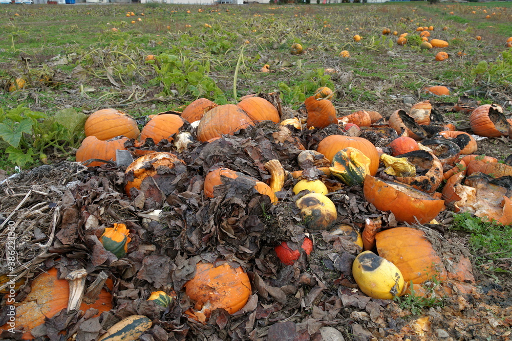 Pumpkin field in autumn with a pile of rotten, moulded or otherwise ...